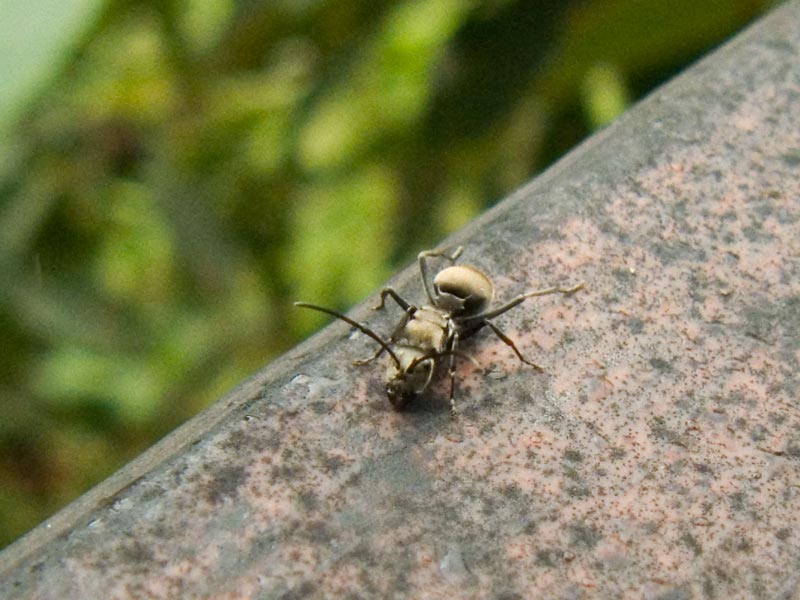 ant – Blogs From The Wilderness