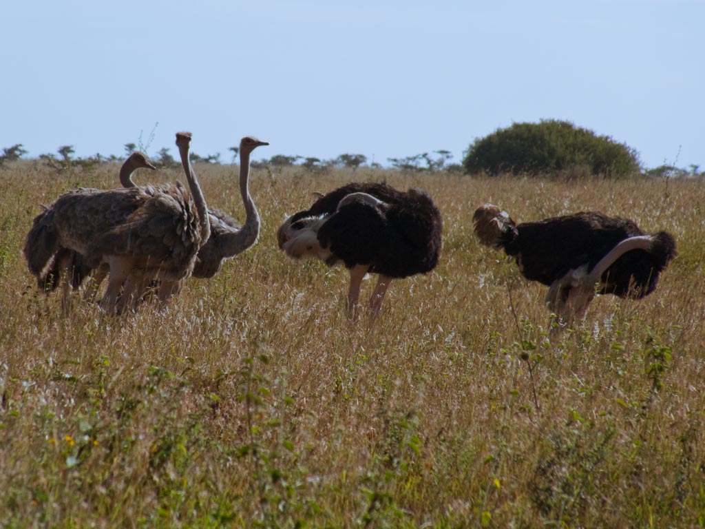 ostriches – Blogs From The Wilderness